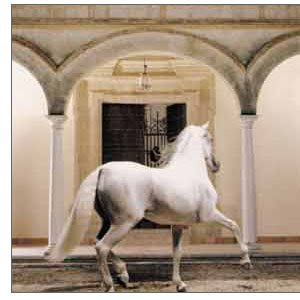 PRODUCCION EQUINA: PRODUCCION EQUINA